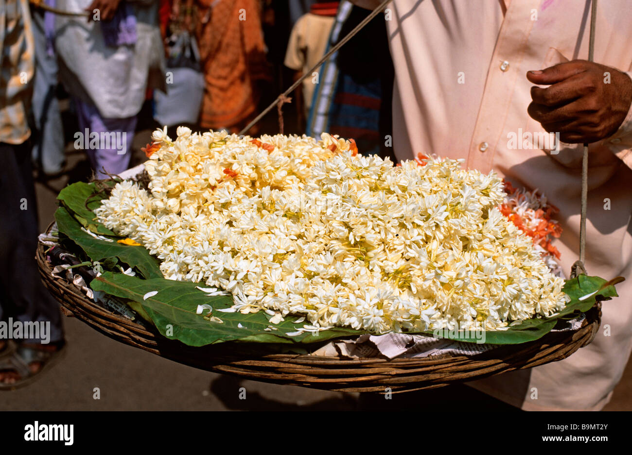 State flower of maharashtra hi-res stock photography and images - Alamy