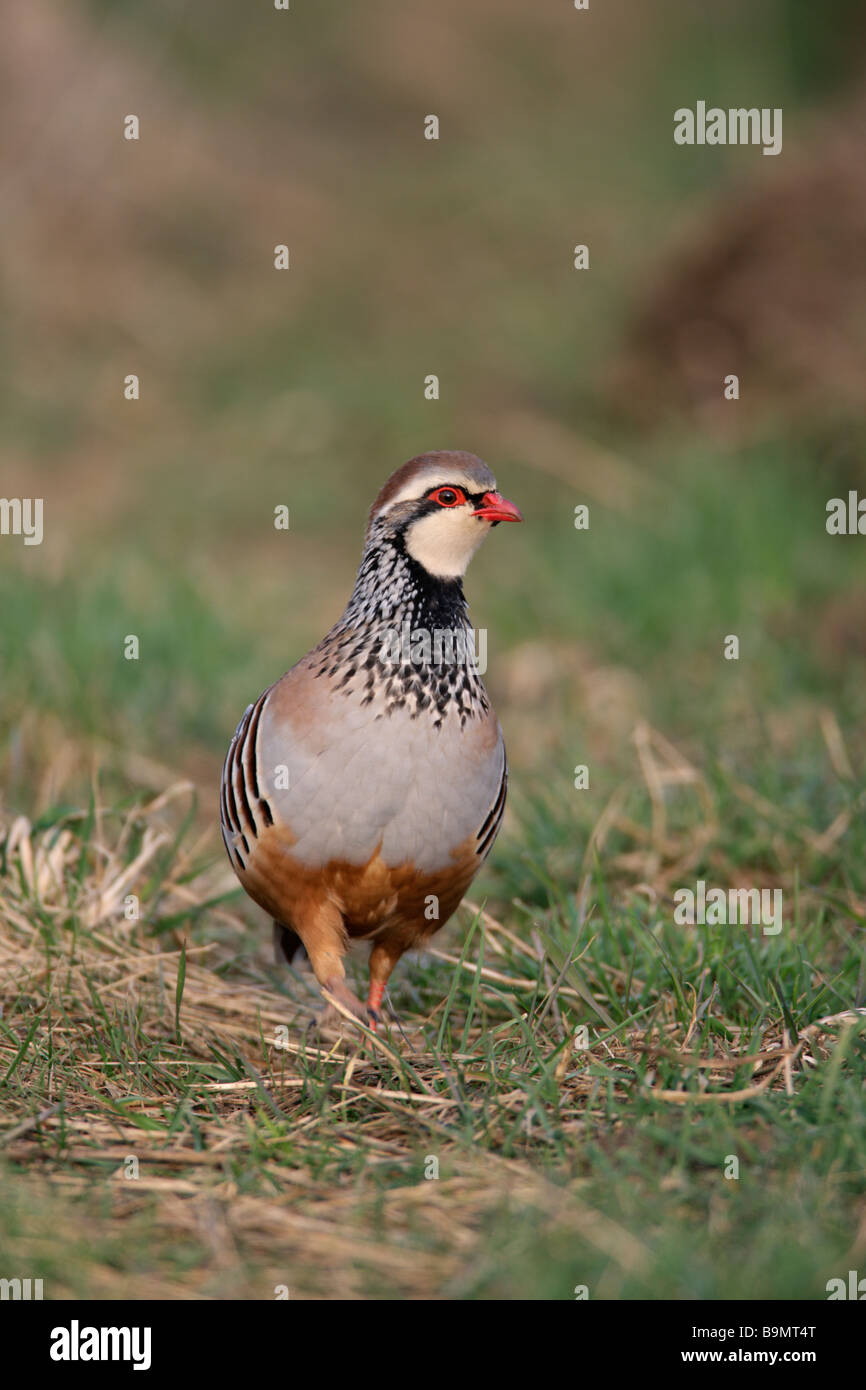 Red-legged Partridge Alectoris rufa Stock Photo - Alamy