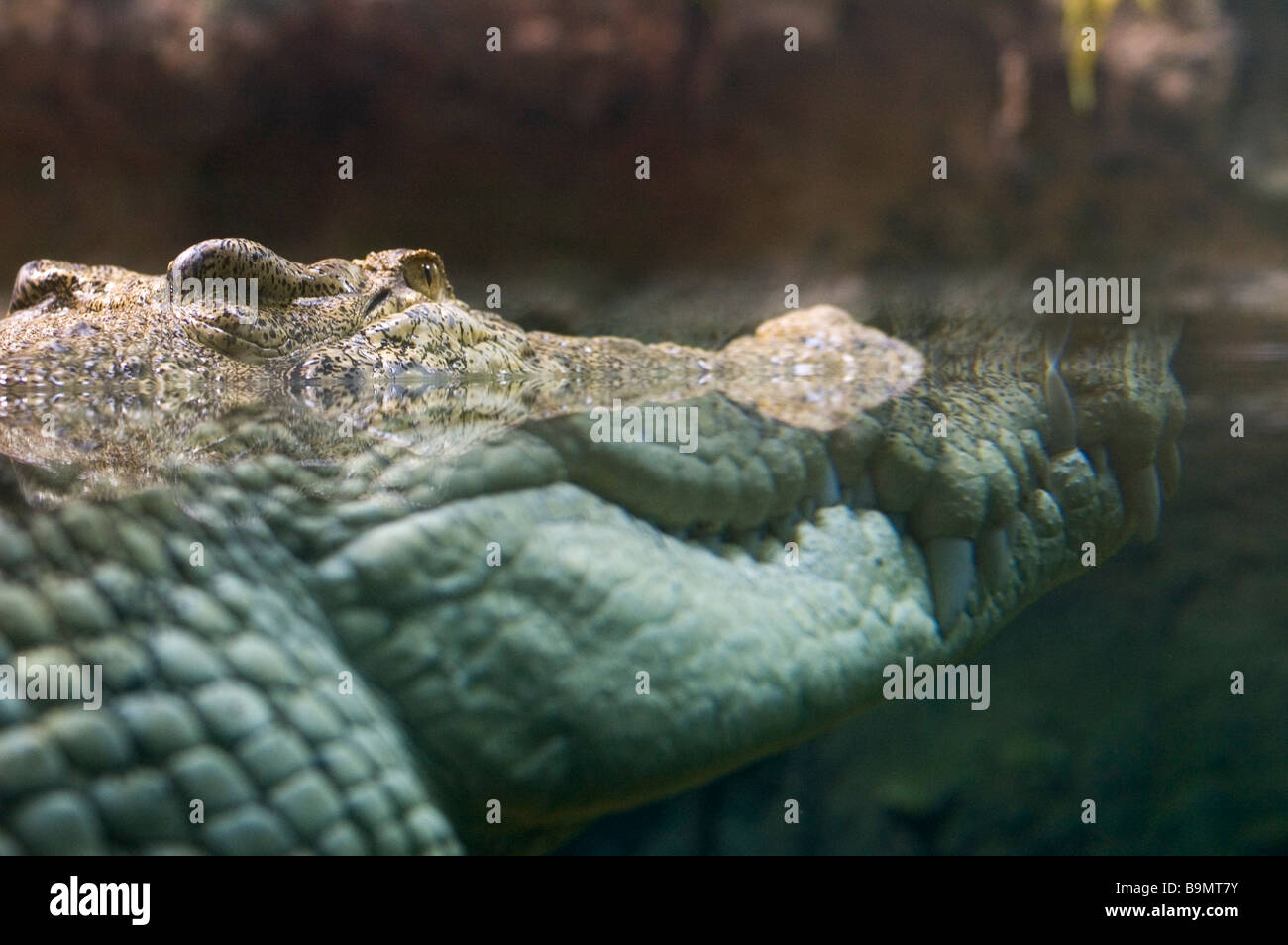 Crocidile hi-res stock photography and images - Alamy