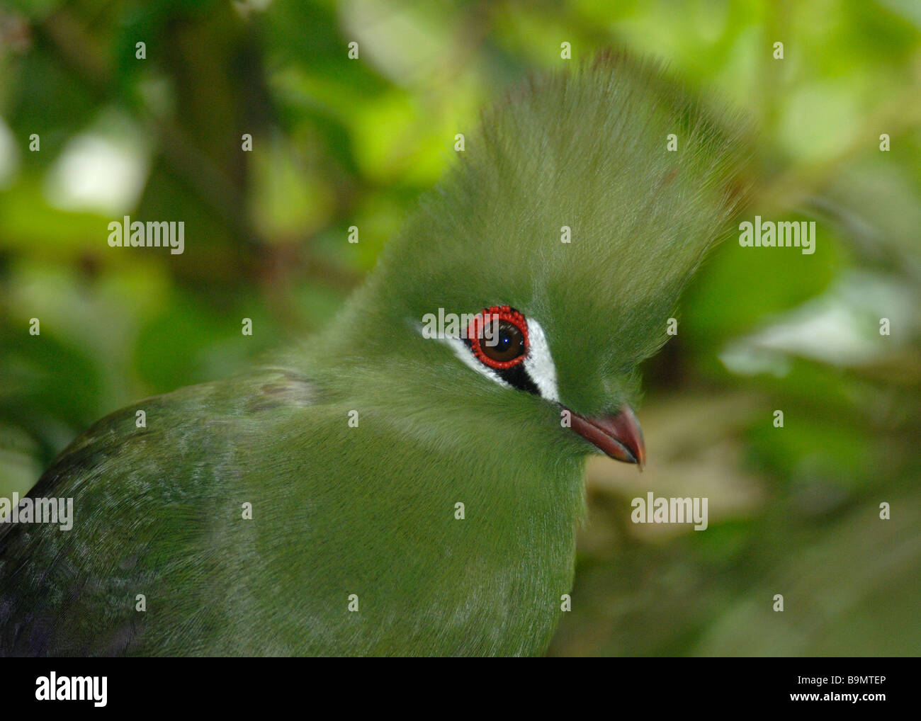 Touraco bird hi-res stock photography and images - Alamy