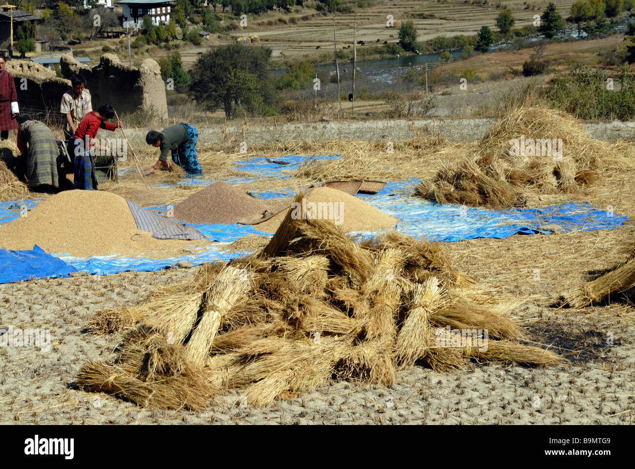 Harvest threshing agriculture hi-res stock photography and images - Alamy