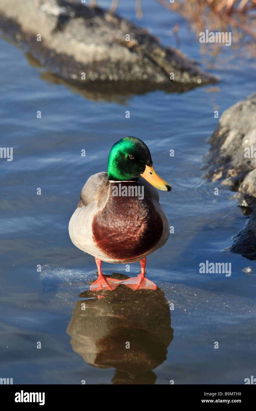 Mallard ducks on lake in Central Park Stock Photo - Alamy