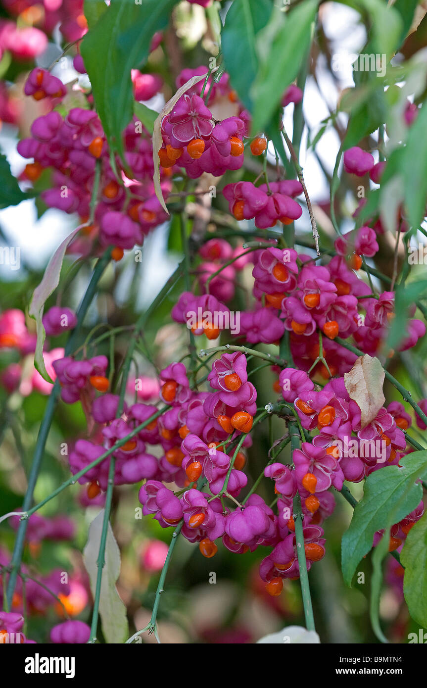 Spindle tree Euonymus europaeus Berries Stock Photo - Alamy