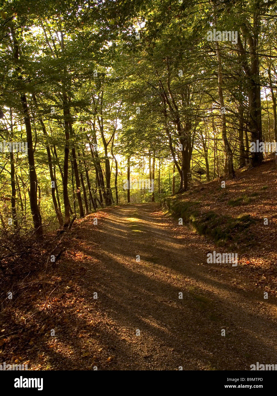 Typical danish forest hi-res stock photography and images - Alamy