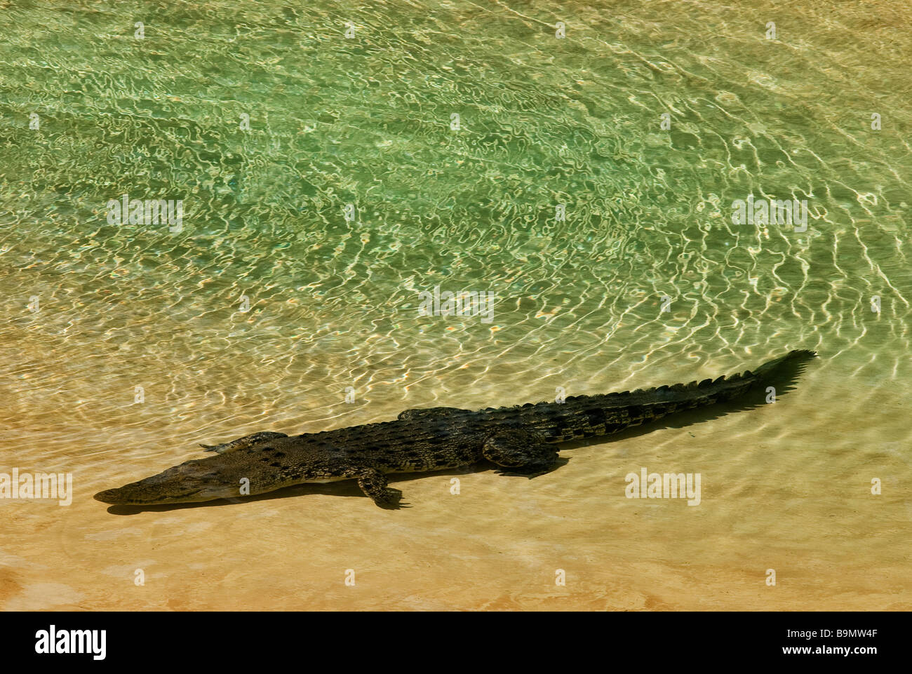 Crocodile stalking hi-res stock photography and images - Alamy