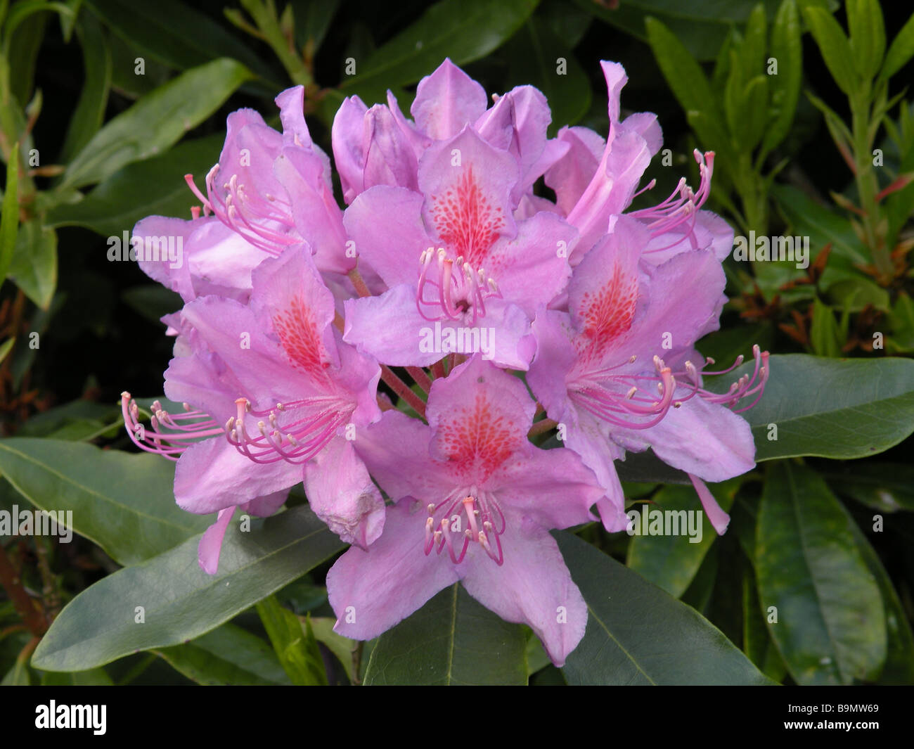 Rhododendron (Rhododendron ponticum) in full bloom Stock Photo - Alamy