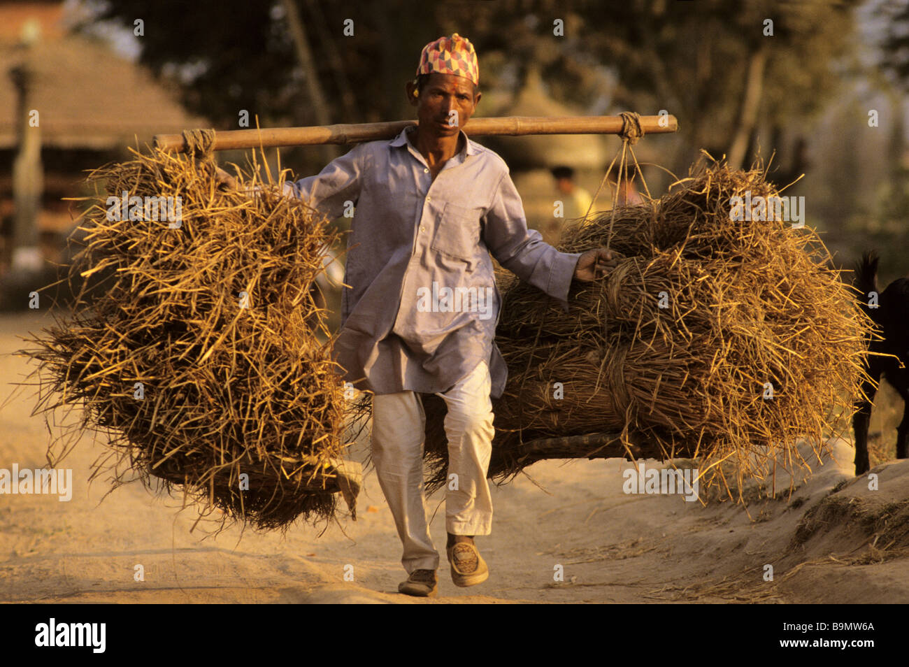 Nepal, man bringing a yoke with hay Stock Photo - Alamy