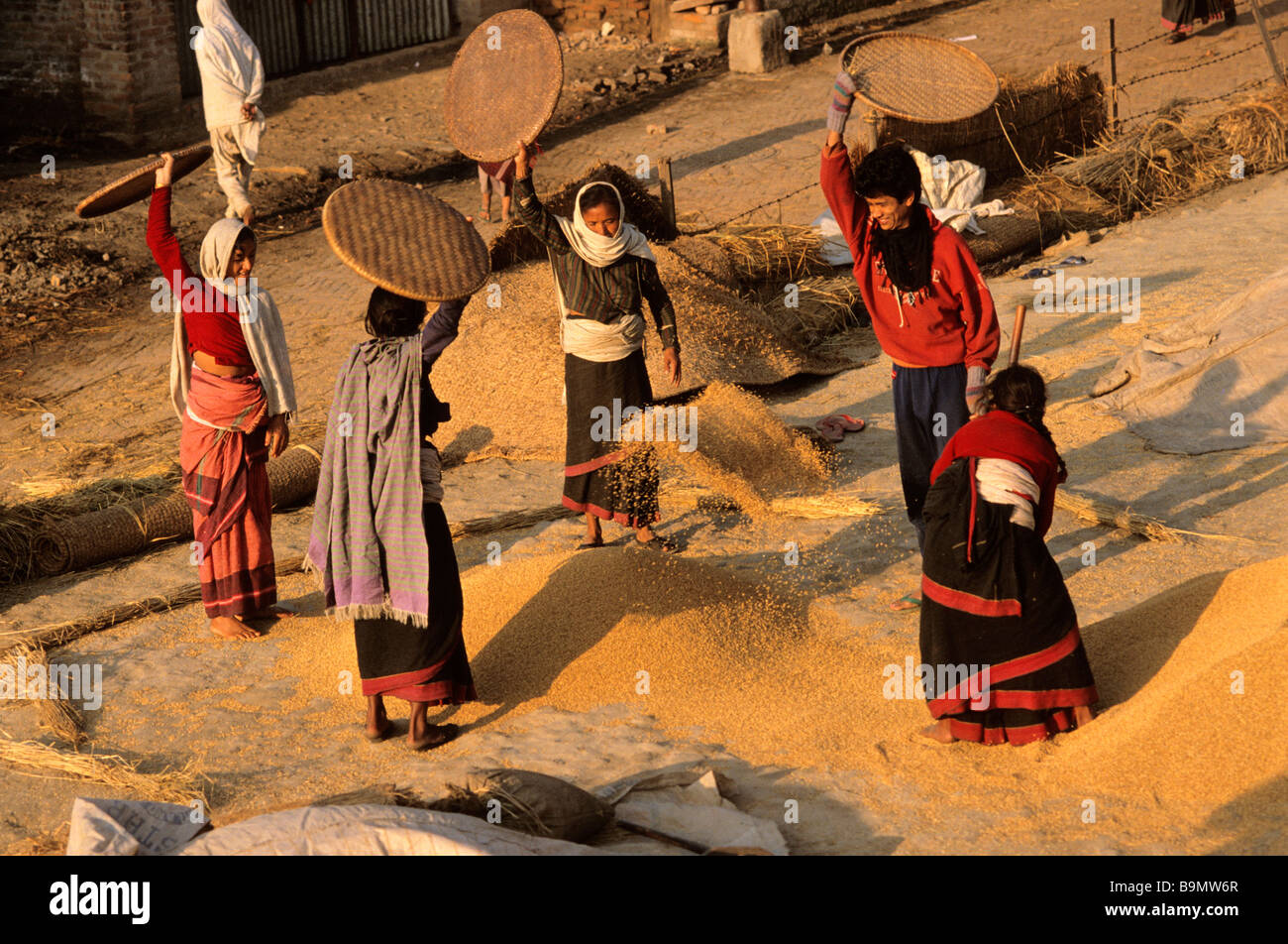 Rice flails hi-res stock photography and images - Alamy