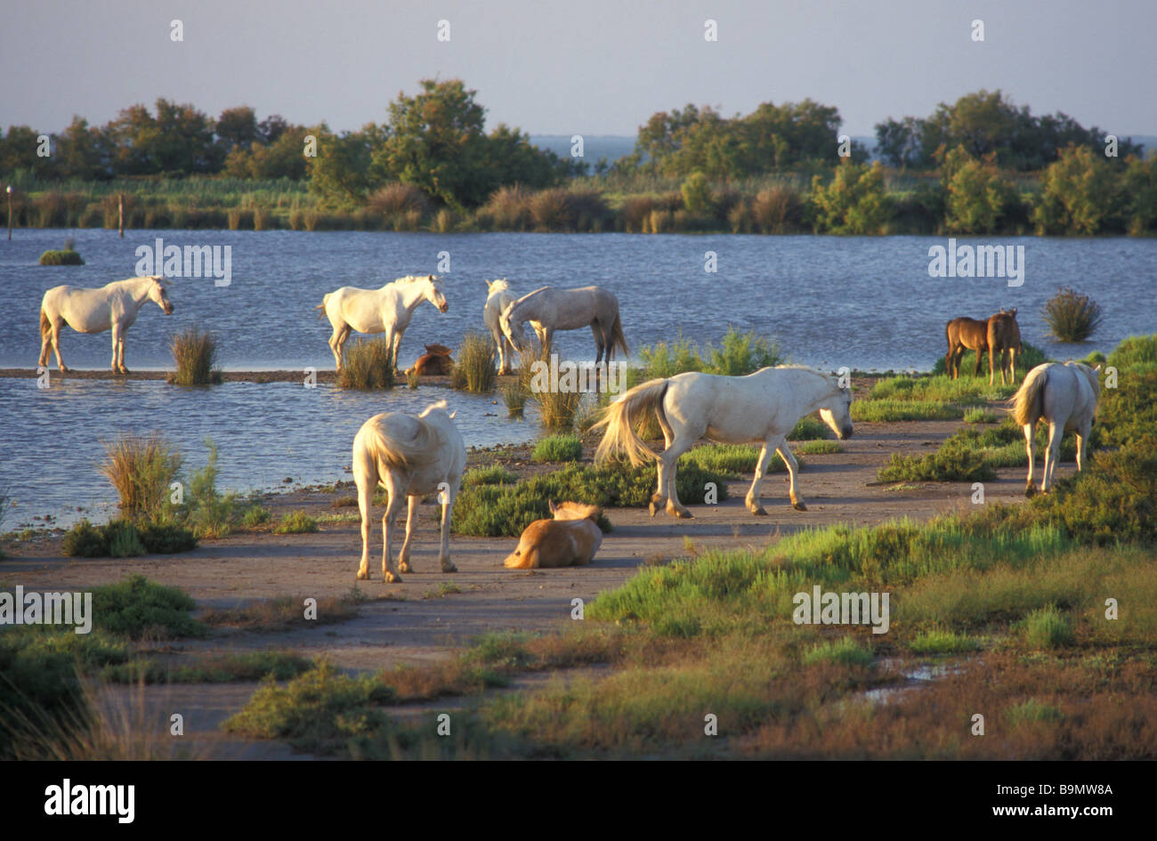 Wild Horses Of The Camargue High Resolution Stock Photography and ...