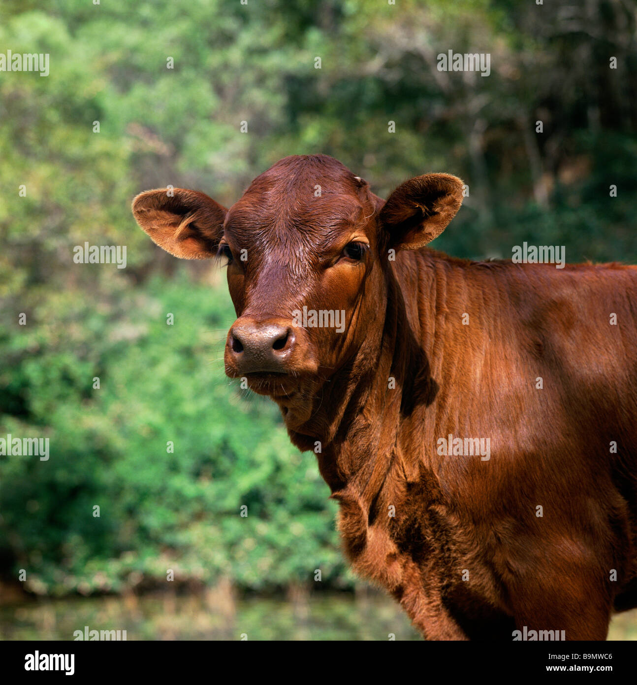 Australian beef cow hi-res stock photography and images - Alamy