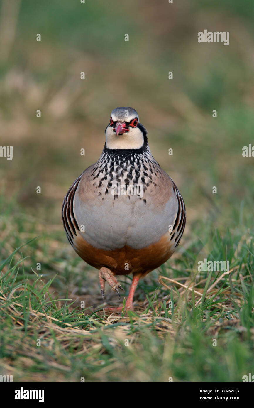 Red-legged Partridge Alectoris rufa Stock Photo - Alamy