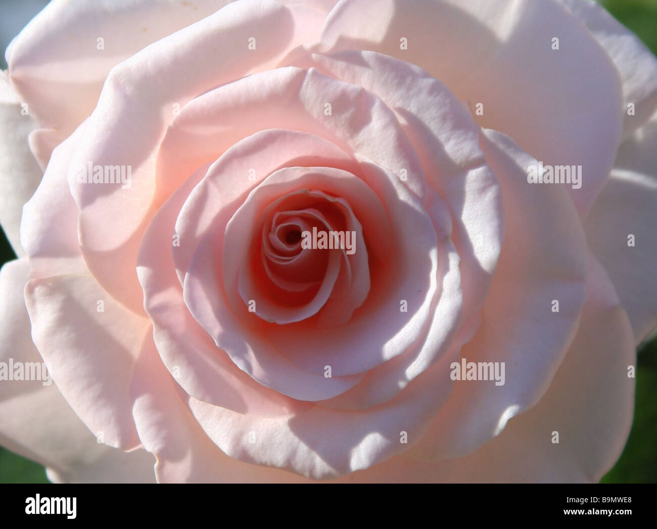 Rose flower, the type is The Soham Rose Stock Photo - Alamy