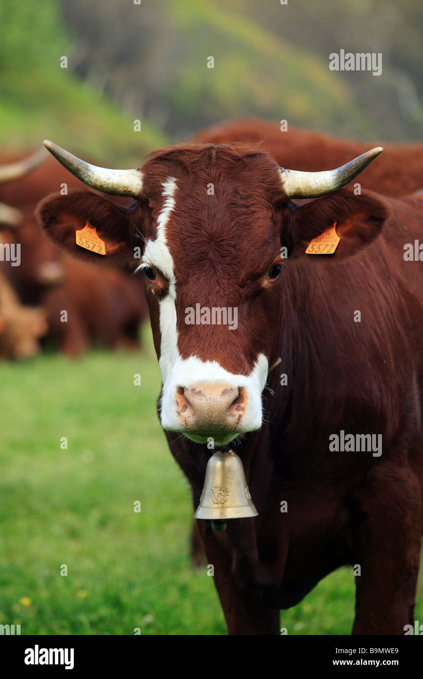 France, Puy de Dome, Parc des volcans d' Auvergne, cow of Ferrandaise ...