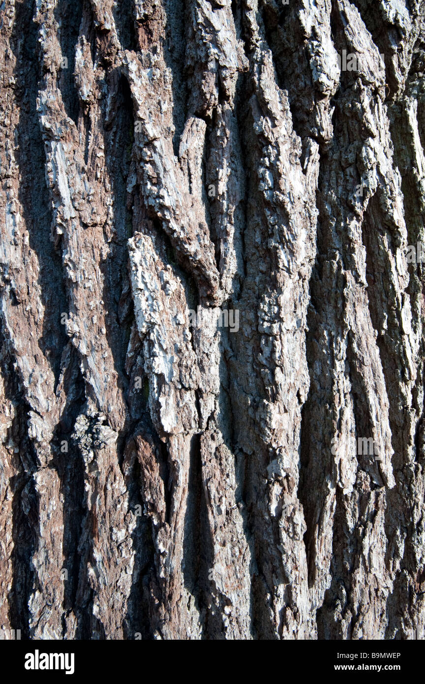 Photograph of tree bark hi-res stock photography and images - Alamy