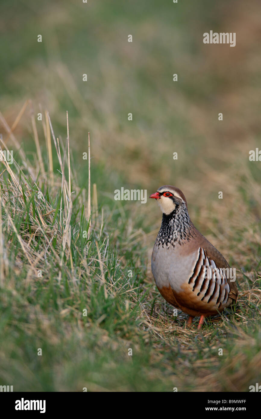 Red-legged Partridge Alectoris rufa Stock Photo - Alamy