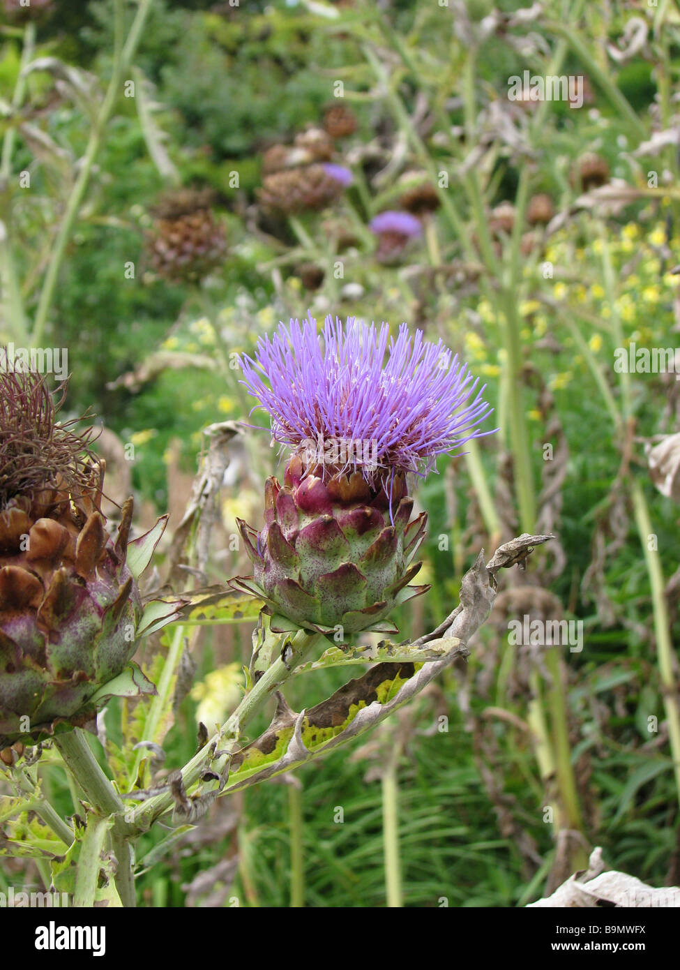 Thistle flower (Asteraceae) in full bloom Stock Photo - Alamy