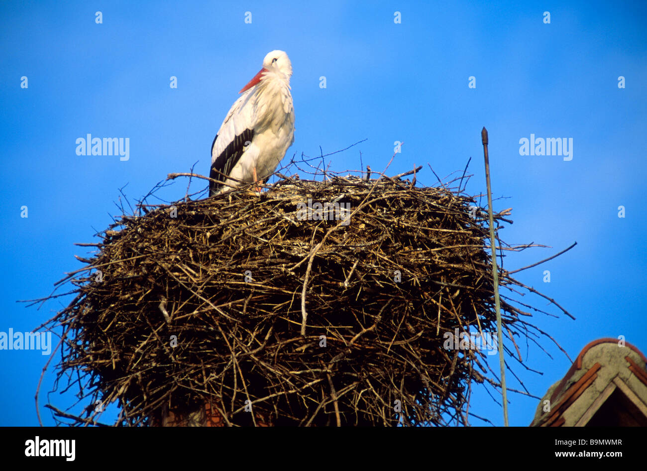 France, Haut Rhin, Munster, stork in its nest on the old Abbey Palace ...