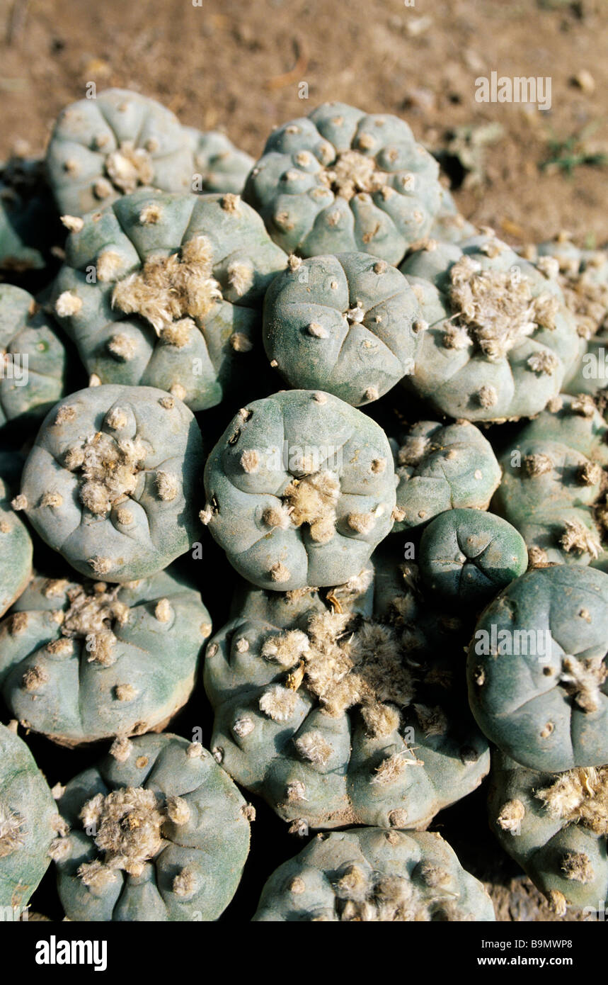 Peyot hi-res stock photography and images - Alamy