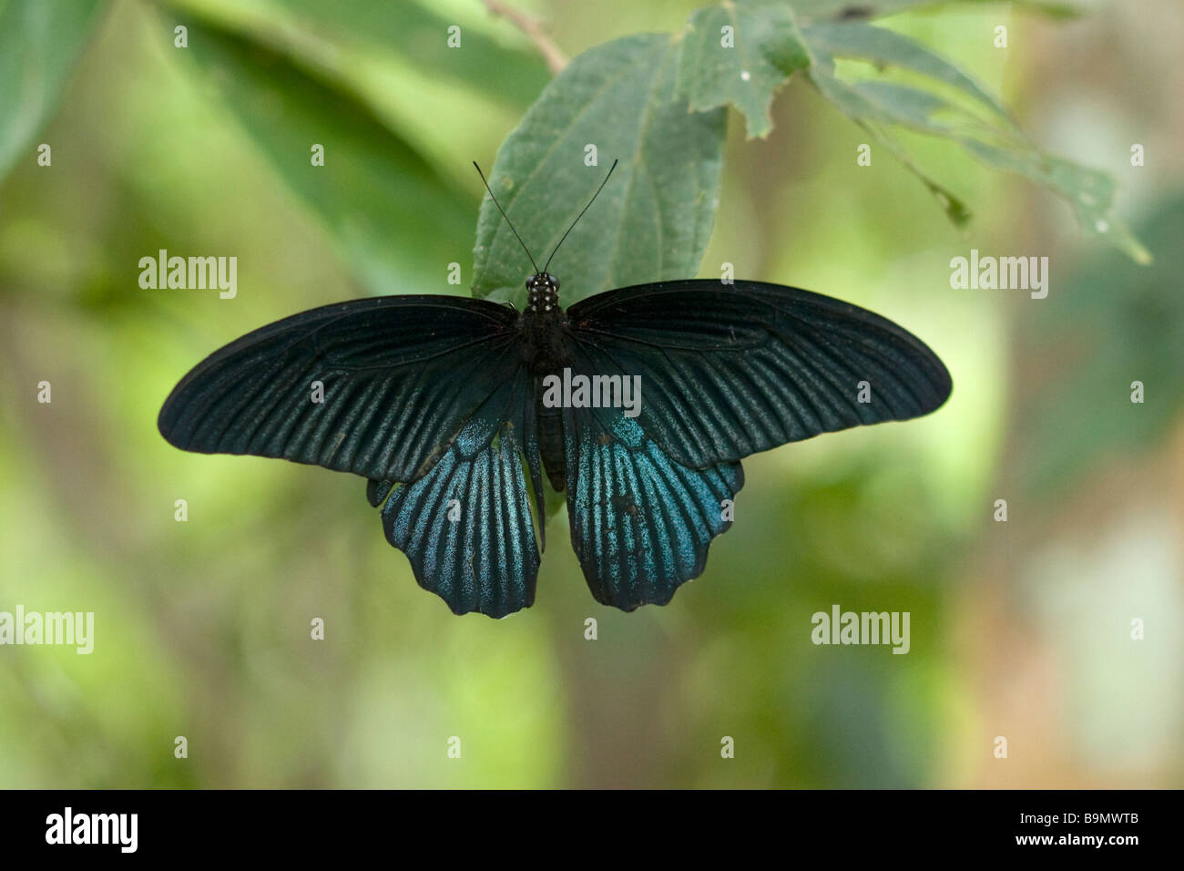 Memmon hi-res stock photography and images - Alamy