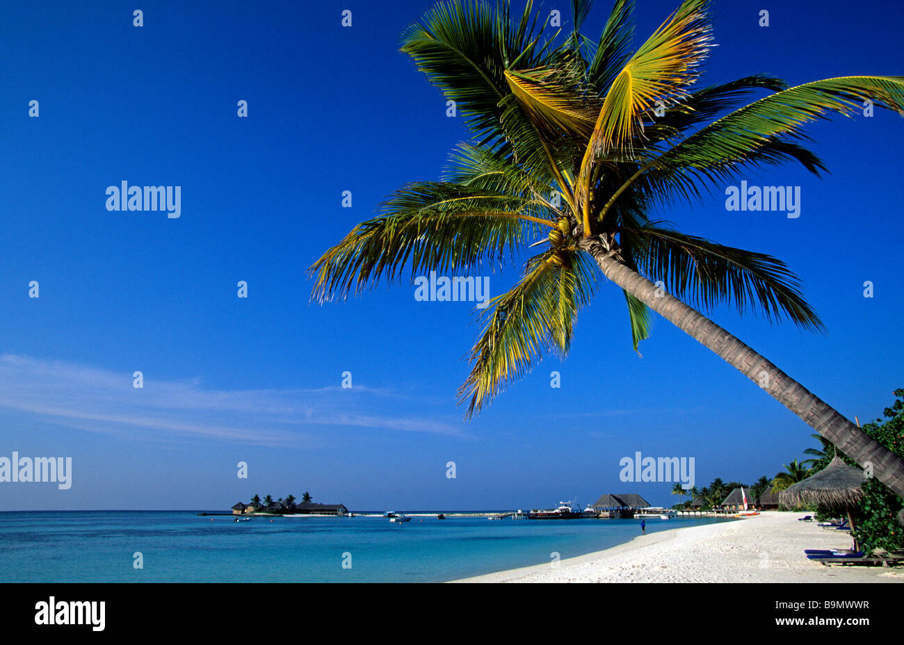 Maldive Islands, Male Atoll, Kuda Huraa, Four Seasons Hotel, Palm tree ...