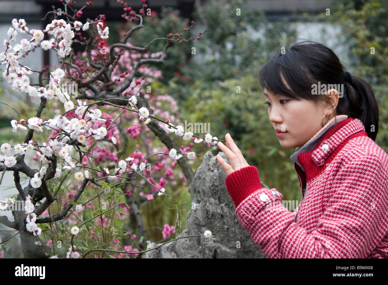 A girl examining flowers in a blooming cherry tree in Spring in a park ...