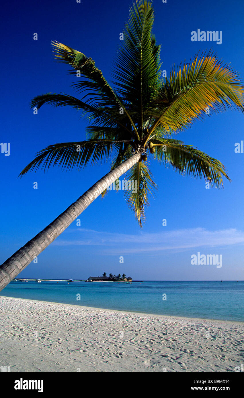 Maldive Islands, Male Atoll, Kuda Huraa, Four Seasons Hotel, Palm tree ...