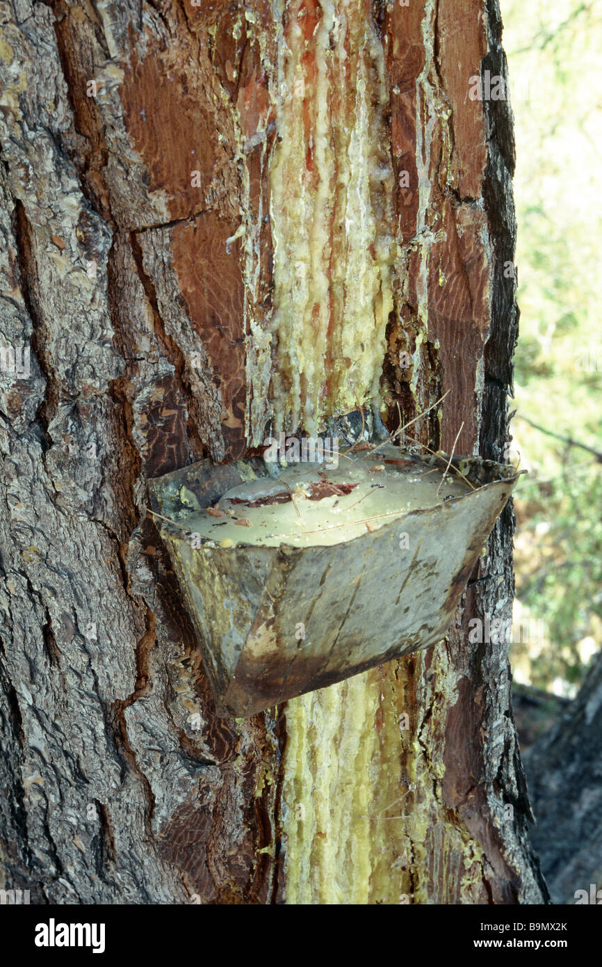 PINE SAP FARMING IN GREECE Stock Photo - Alamy