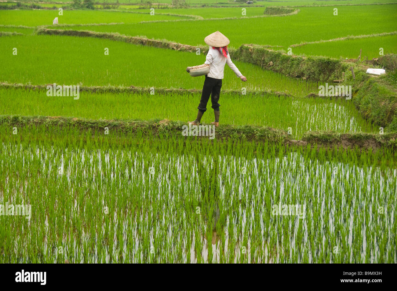 farmer fertilizing the rice fields near Sapa Vietnam Stock Photo - Alamy