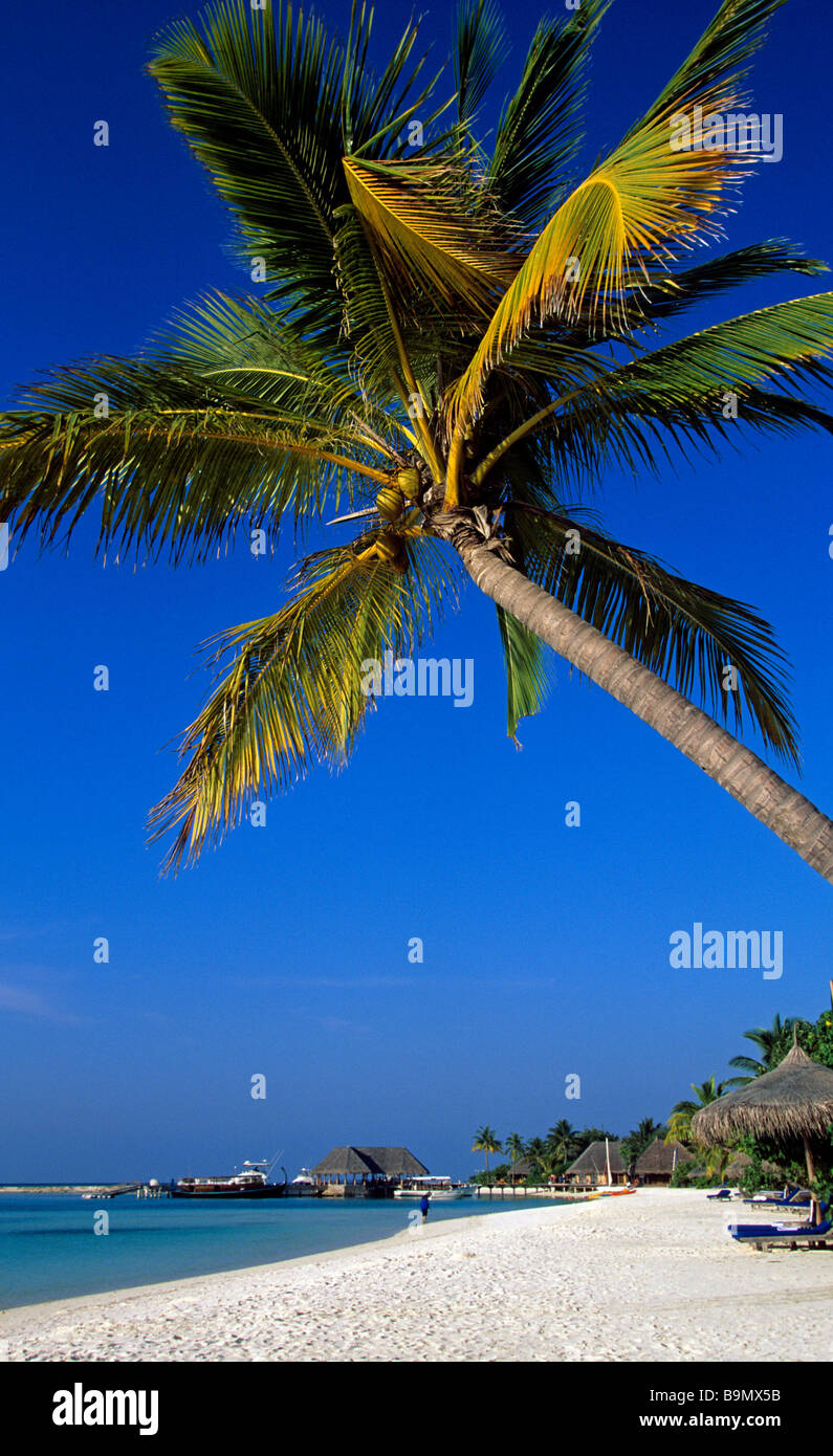 Maldive Islands, Male Atoll, Kuda Huraa, Four Seasons Hotel, Palm tree ...