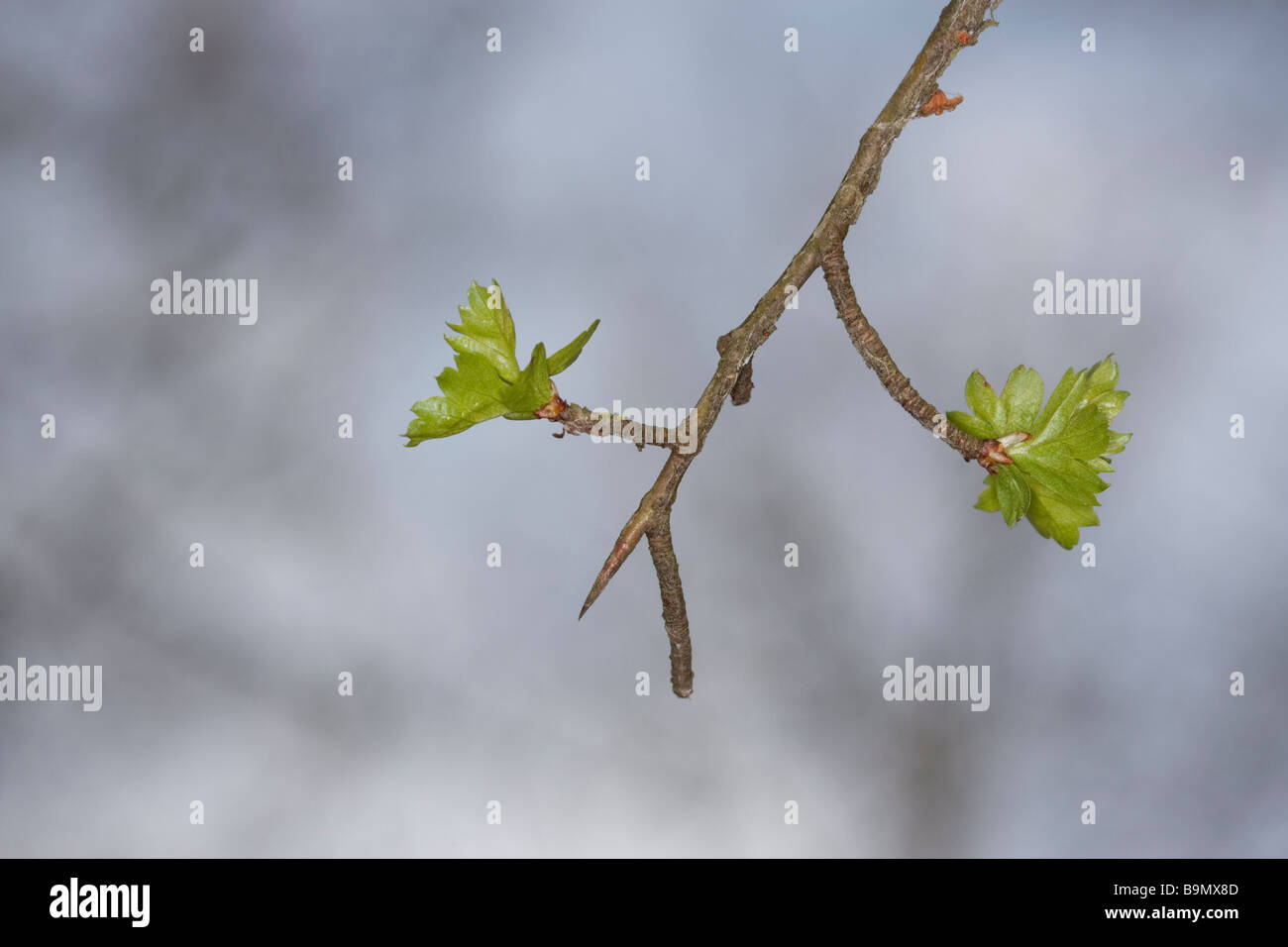 Hawthorn leaf hi-res stock photography and images - Alamy