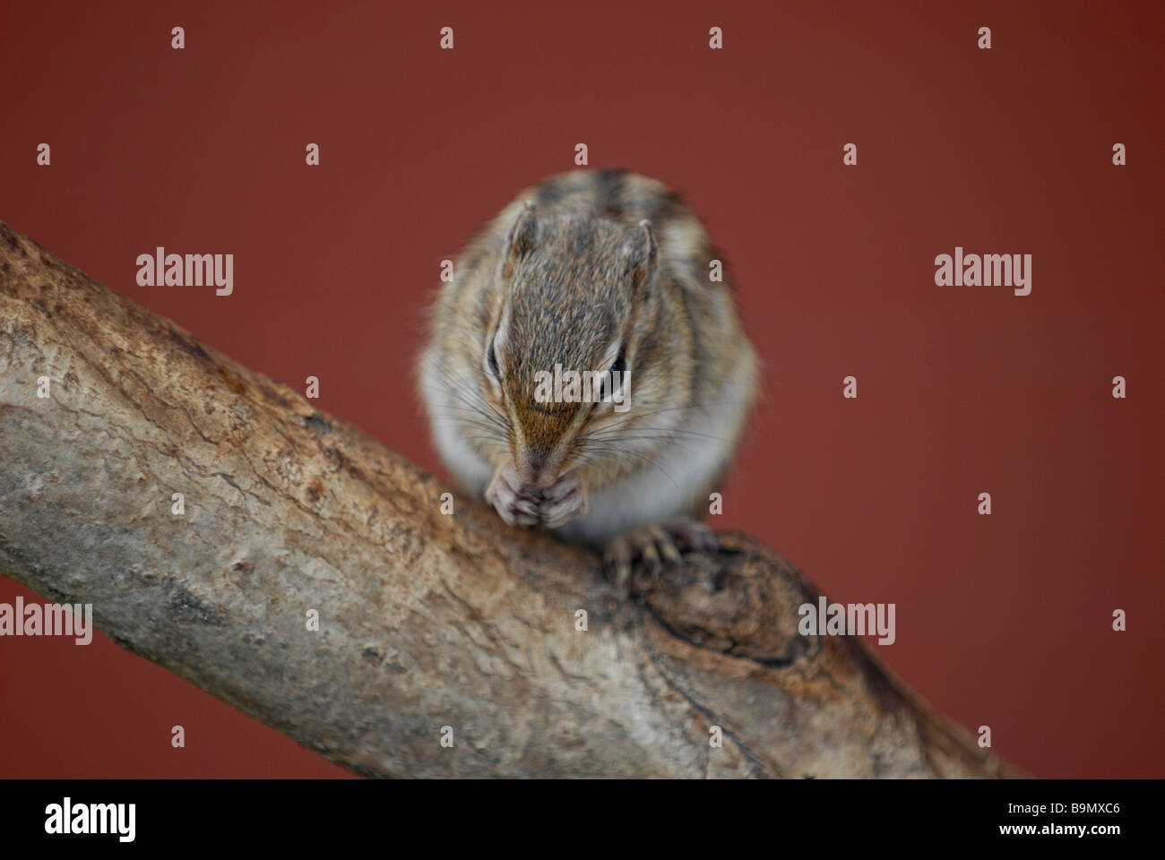 Mammal chipmunk hi-res stock photography and images - Alamy
