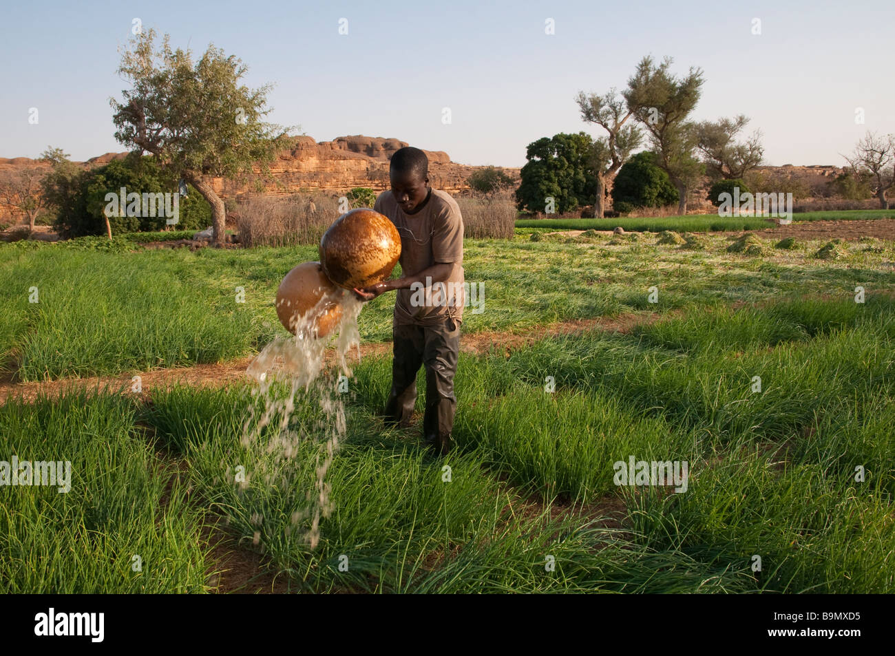 West Africa Mali Dogon country vegetable gardens Stock Photo - Alamy