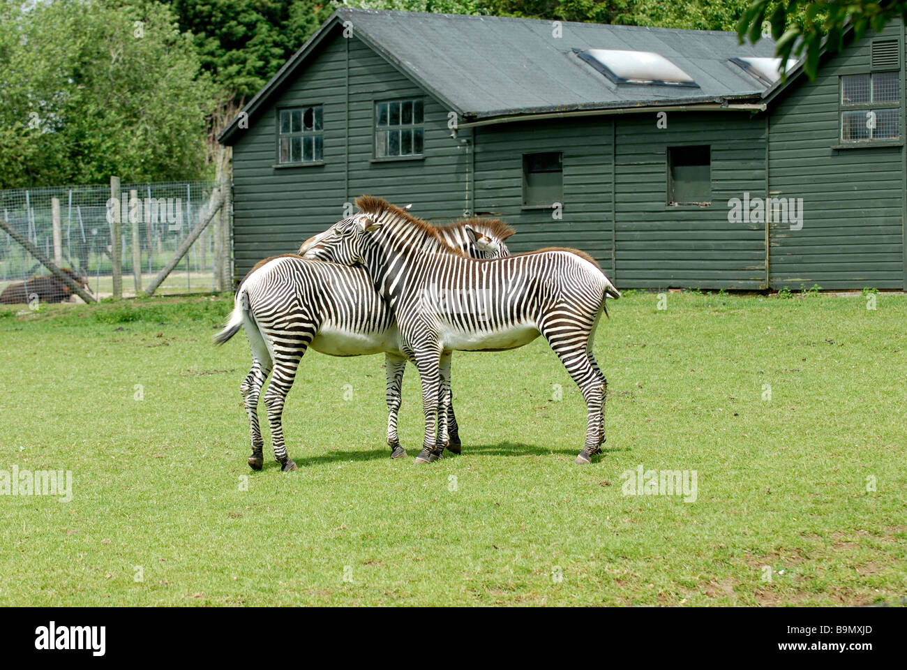 Two friendly zebra hi-res stock photography and images - Alamy