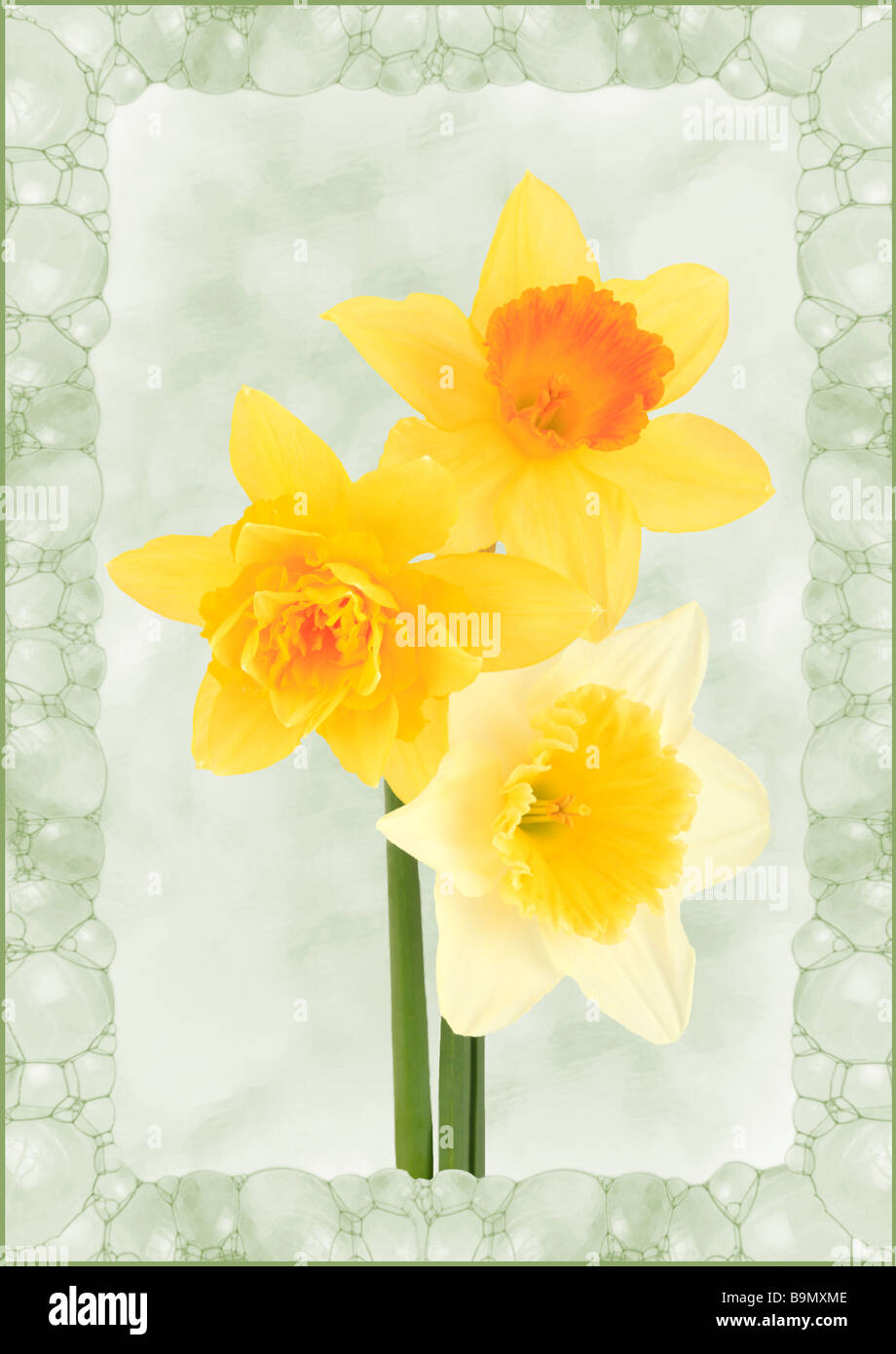 Subtle daffodils hi-res stock photography and images - Alamy
