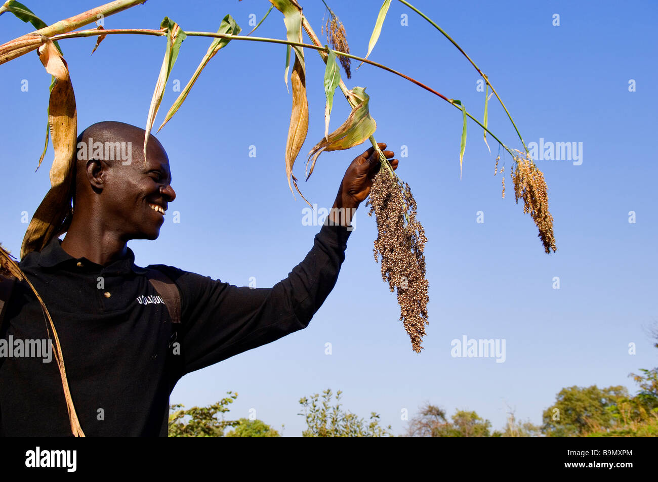 Senegal, Tambacounda region, millet plantation Stock Photo - Alamy