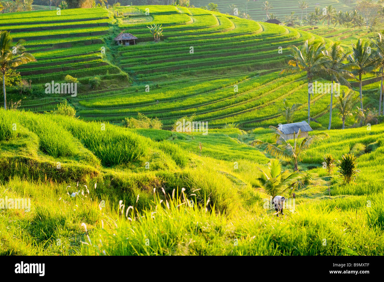 Indonesia rice farmer terrace hi-res stock photography and images - Alamy