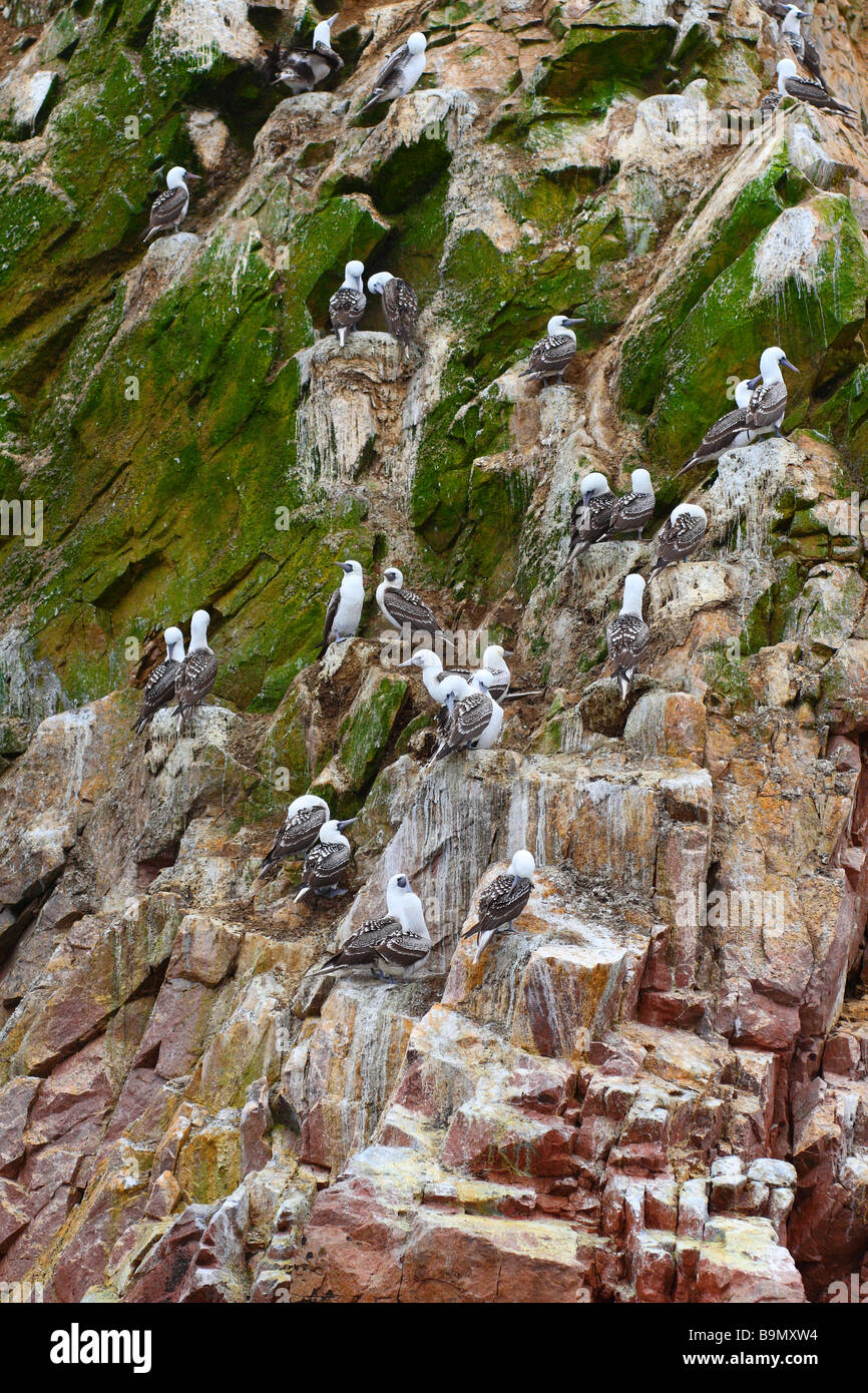 Wildlife on Islas Ballestas in Peru Paracas Natural Park Stock Photo ...