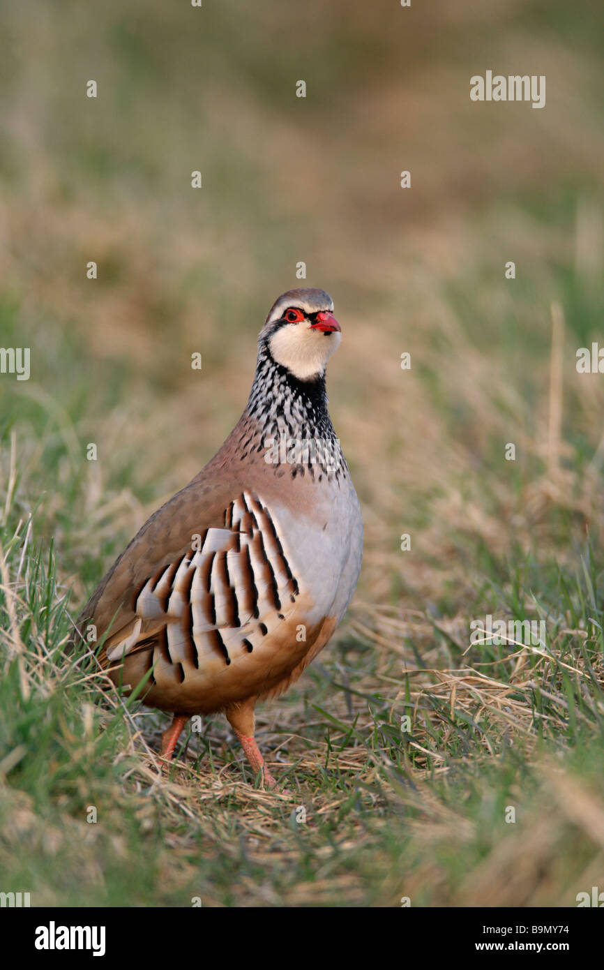 Red-legged Partridge Alectoris rufa Stock Photo - Alamy