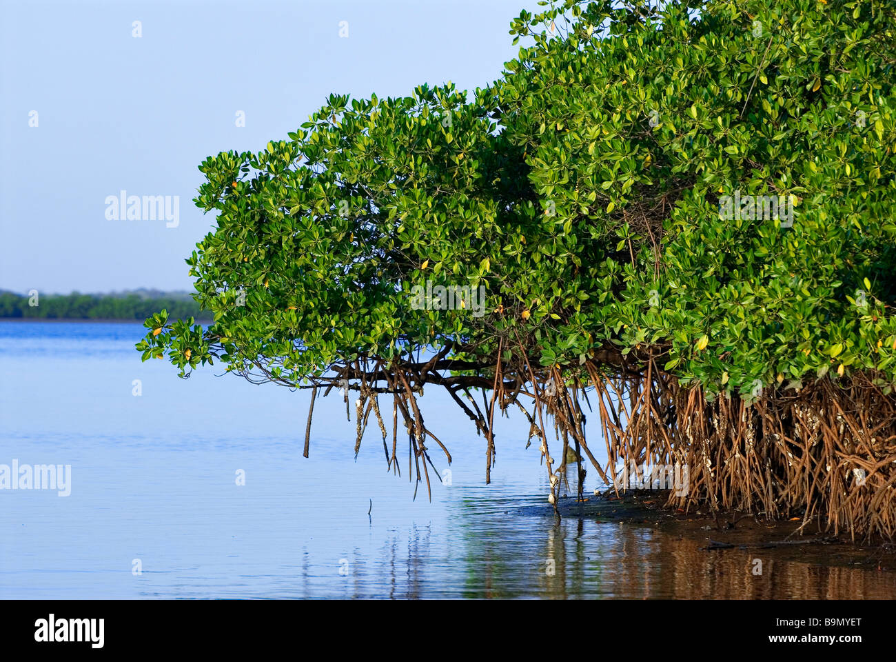 Senegal, Delta du Saloum National Park, biosphere reserve, mangrove ...