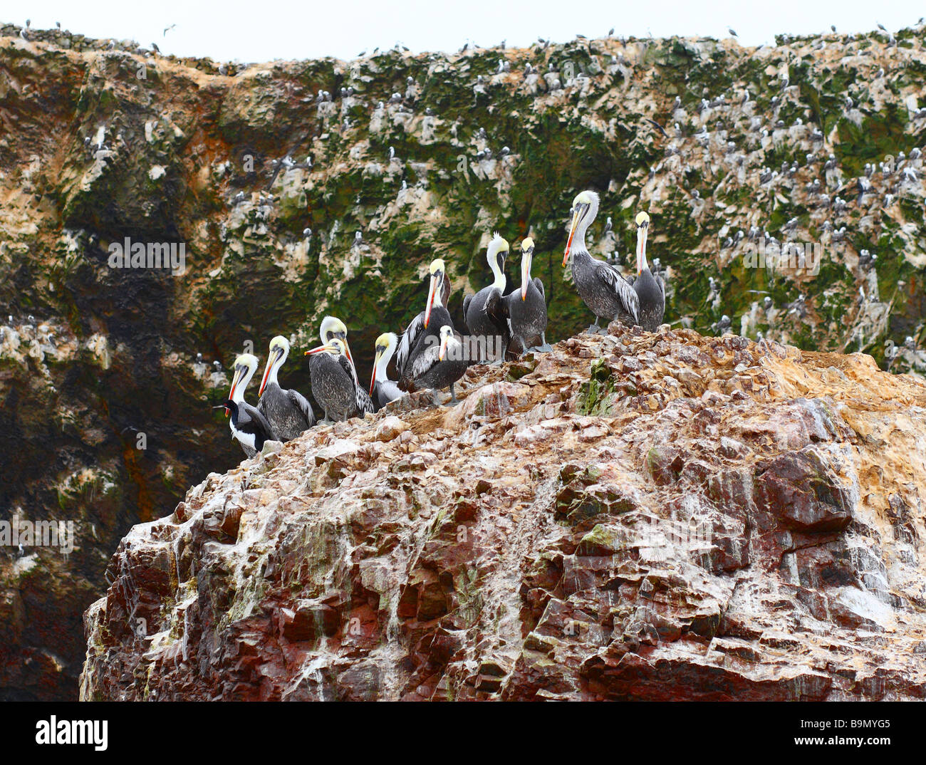 Islas ballestas peru humboldt penguin hi-res stock photography and ...