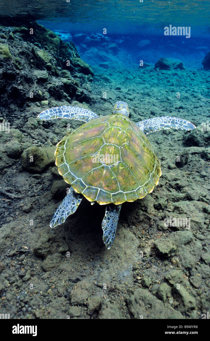 South Pacific Ocean, Samoan Archipelago, Savaii Island (Savai' i ...