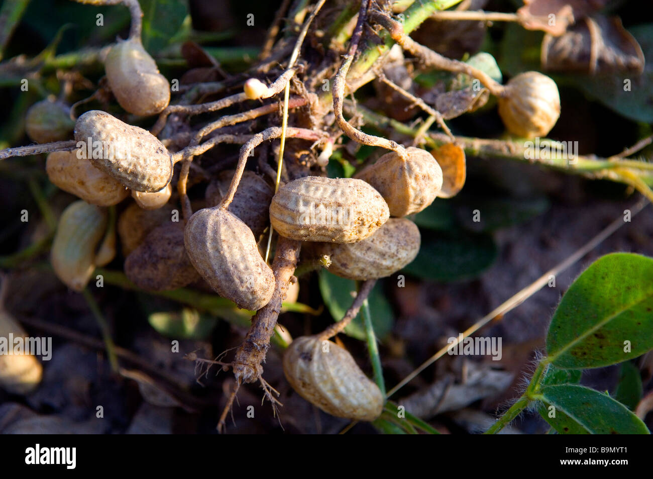 Senegal, Tambacounda region, groundnut cultivation, peanuts Stock Photo ...