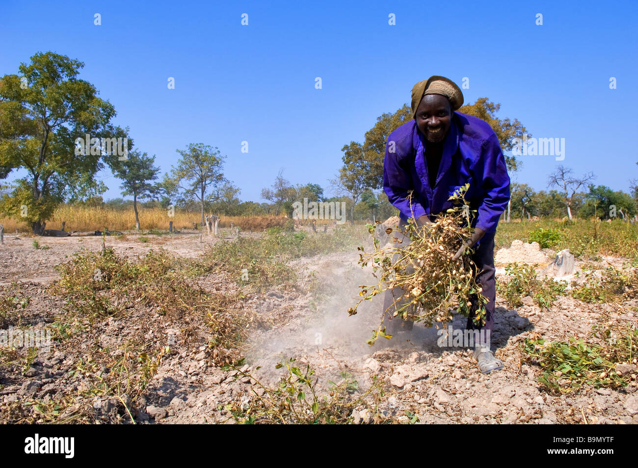 Senegal, Tambacounda region, groundnut cultivation Stock Photo - Alamy