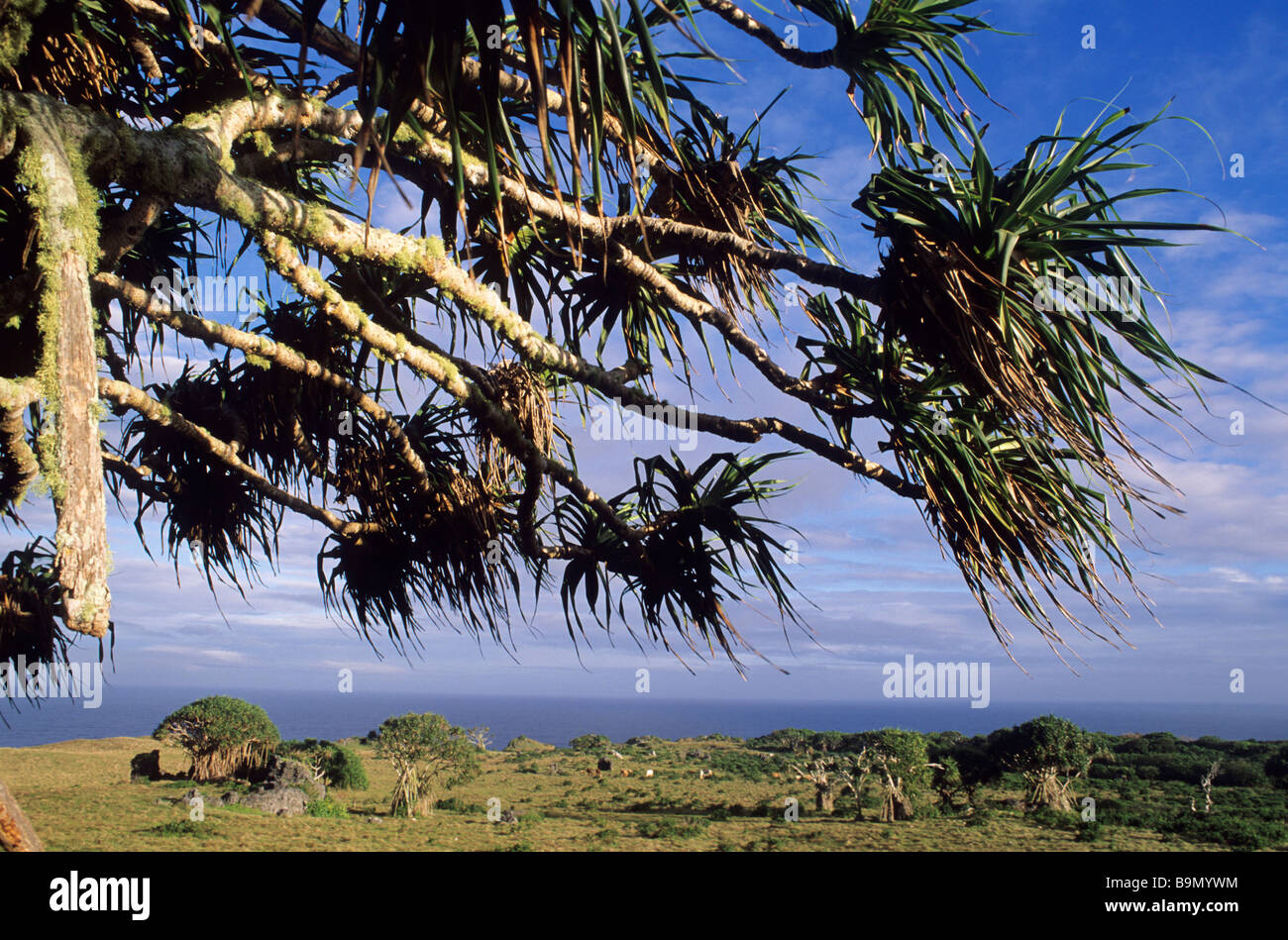 South Pacific Ocean, Tonga Archipelago, Eua Island, Pandanus in front ...
