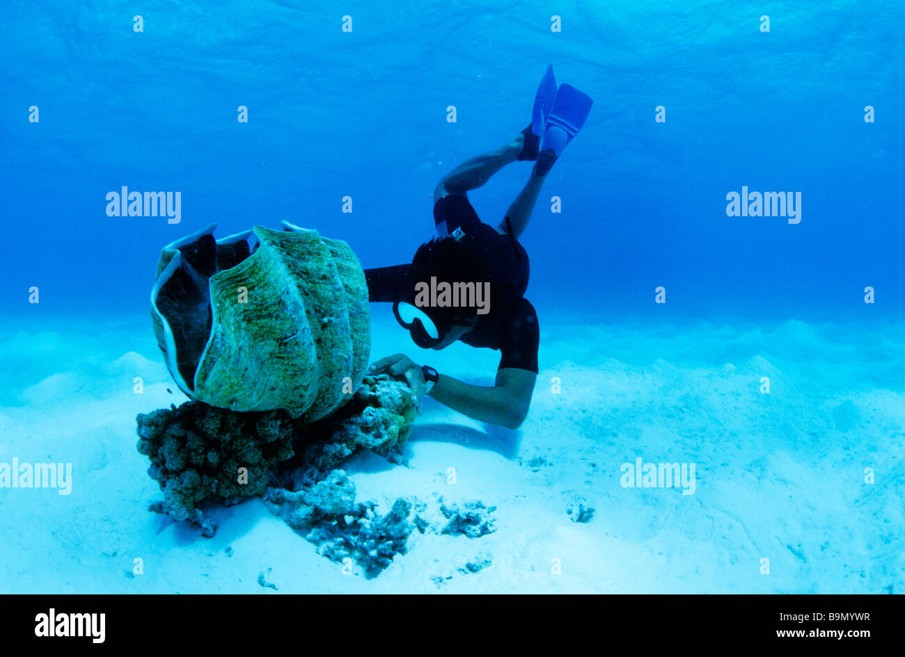 Giant clam scuba diving diver hi-res stock photography and images - Alamy