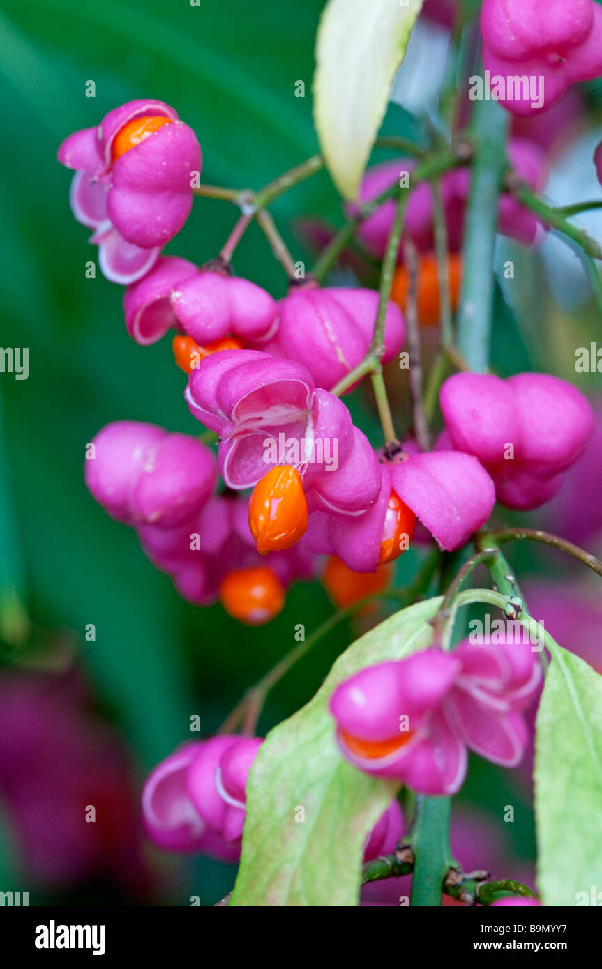 Spindle tree: Euonymus europaeus. Berries Stock Photo - Alamy