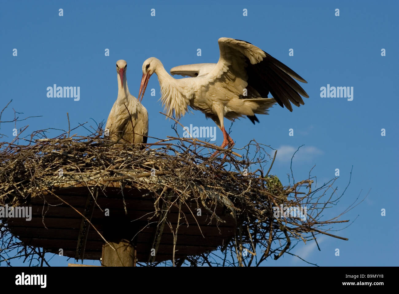 white storks living in the nature Stock Photo - Alamy