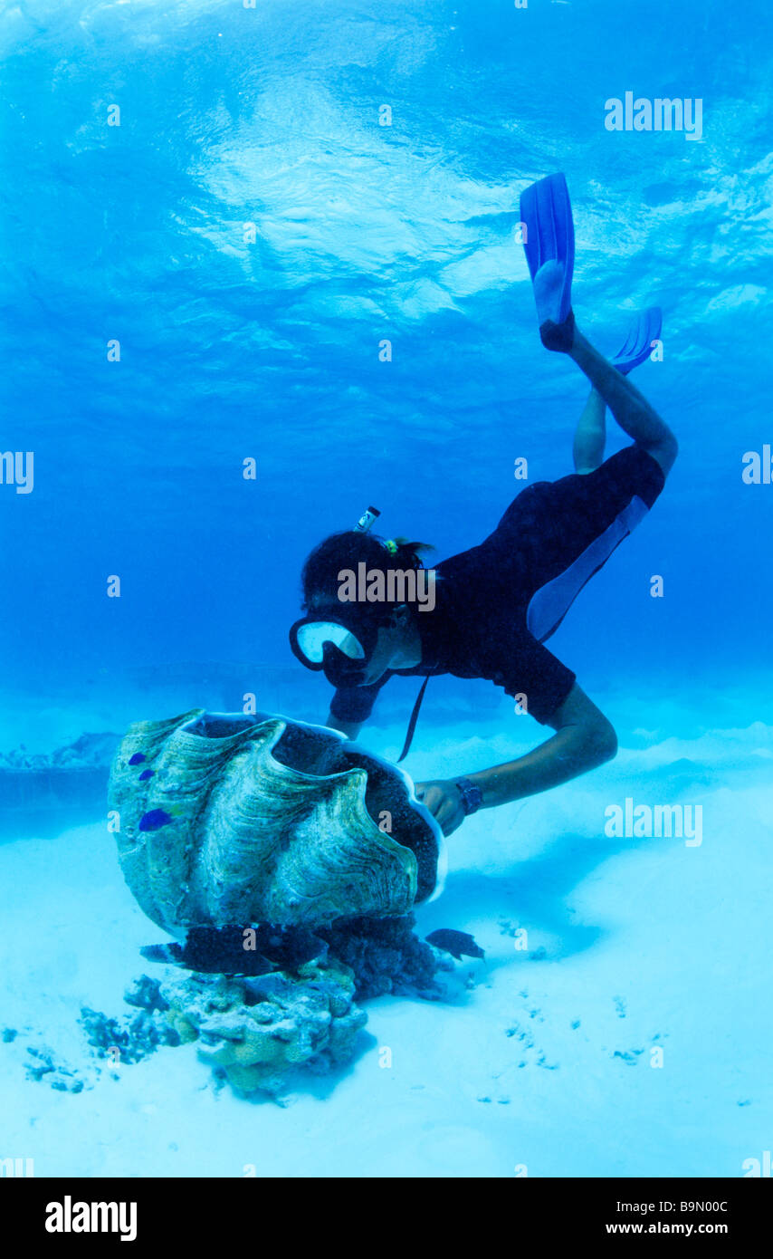 Giant clam scuba diving diver hi-res stock photography and images - Alamy