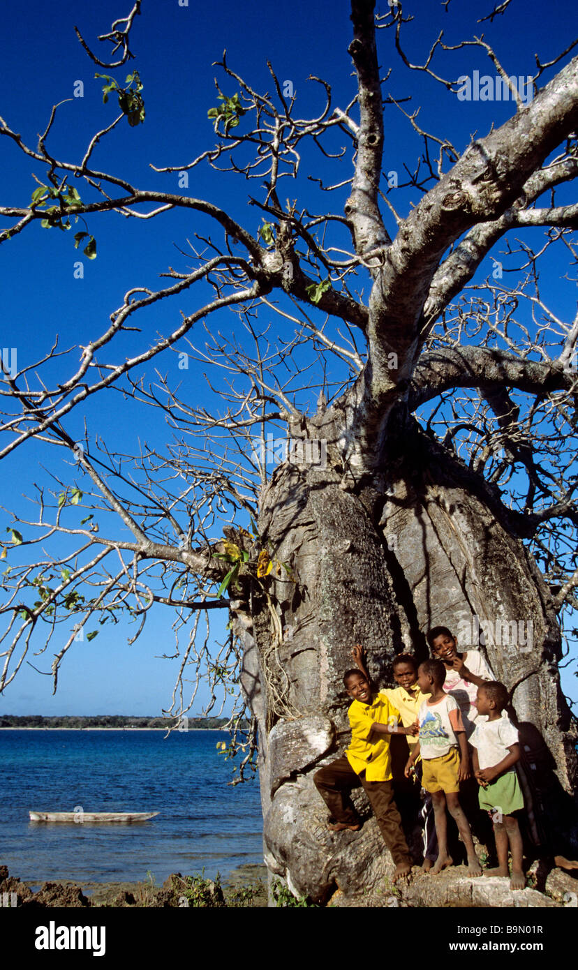 Kenya, Wasini Island, baobab tree Stock Photo - Alamy
