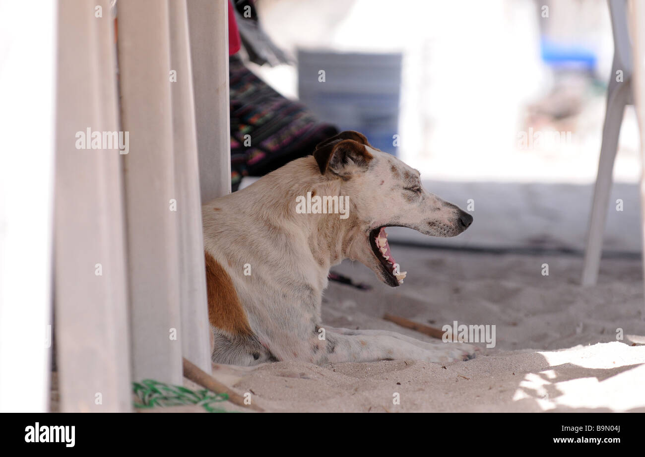 Dog day afternoon. A lazy dog, mutt, cross breed, yawns under a table ...